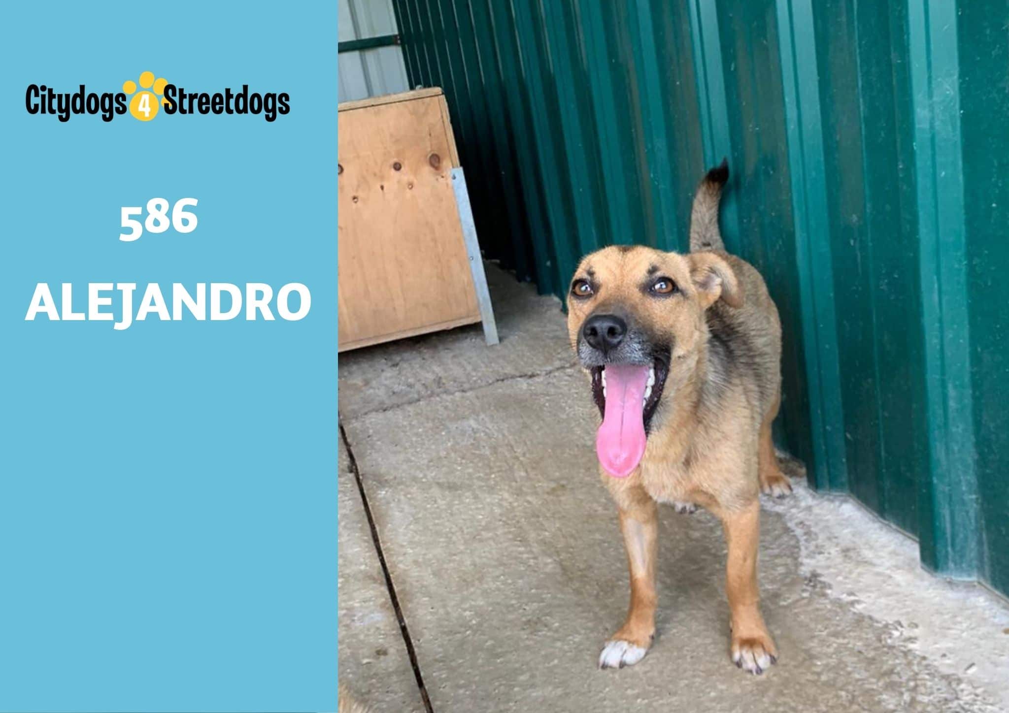 ALEJANDRO – The Dog Rose