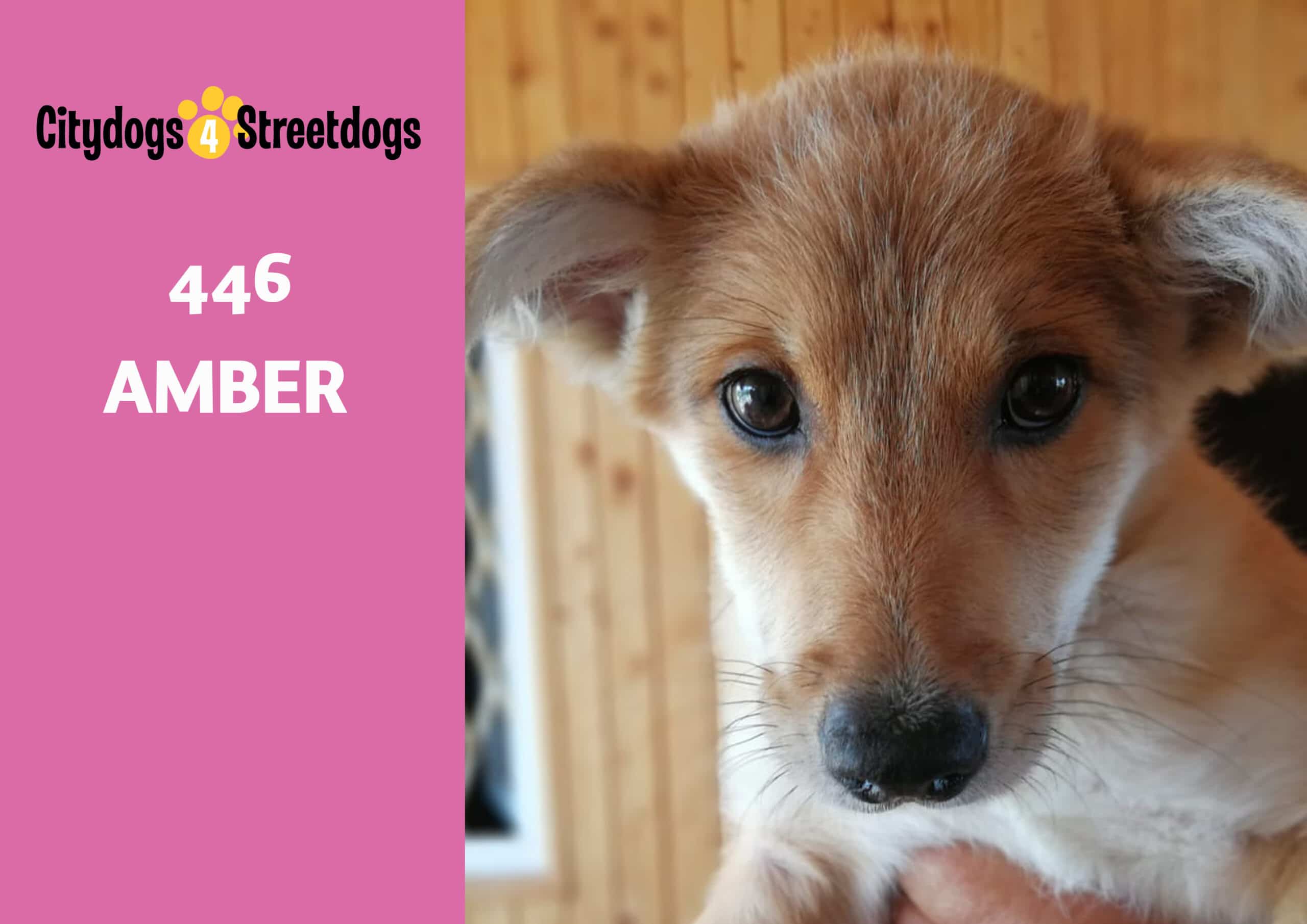 AMBER - The Dog Rose