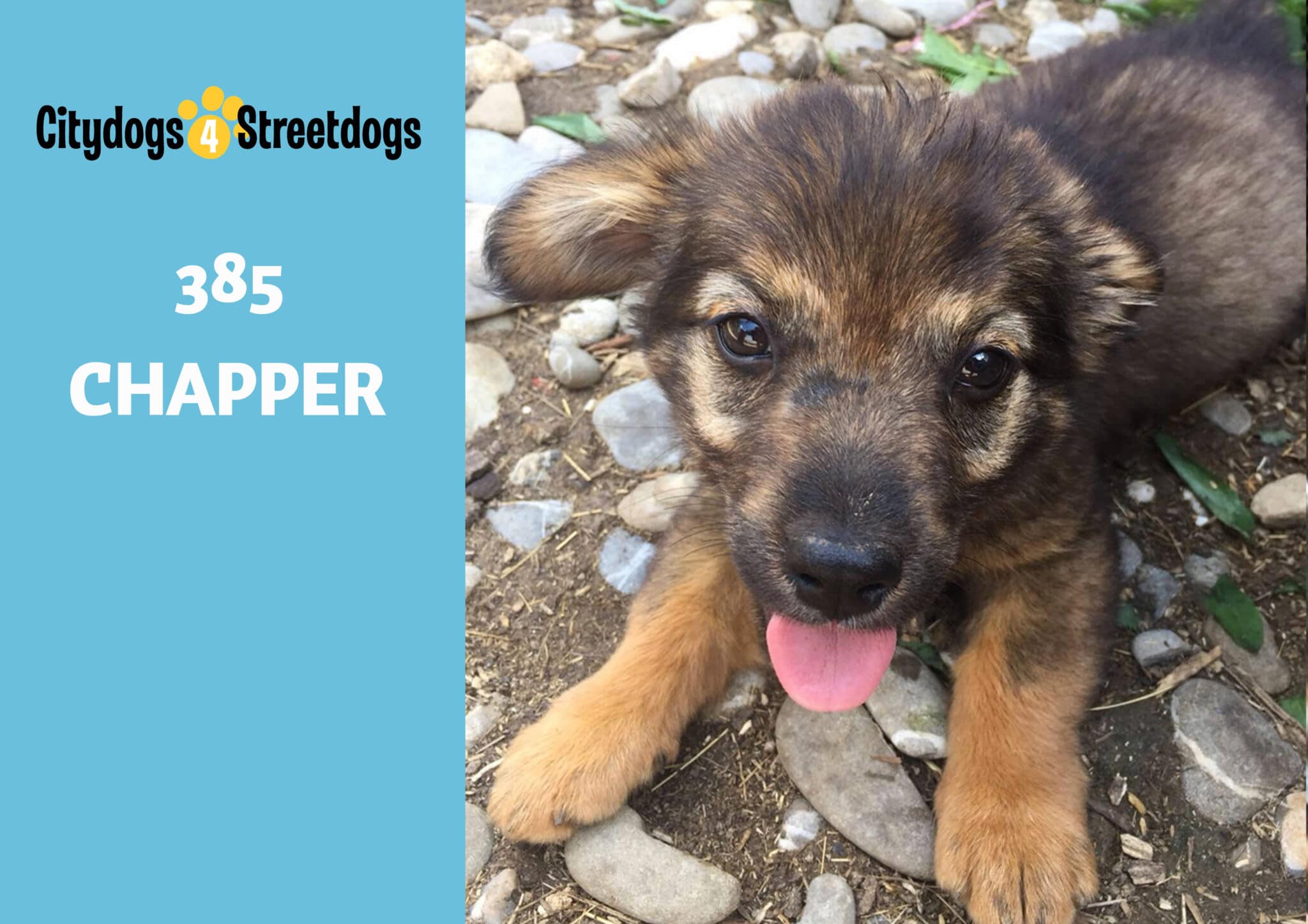 CHAPPER – The Dog Rose