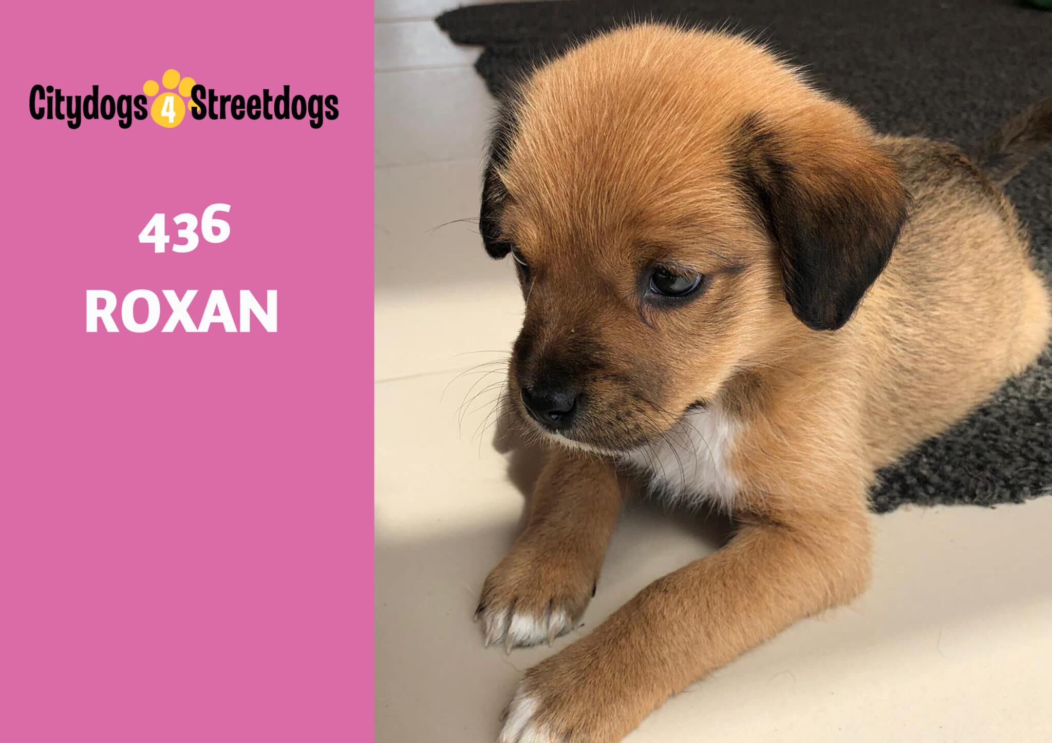 ROXAN – The Dog Rose