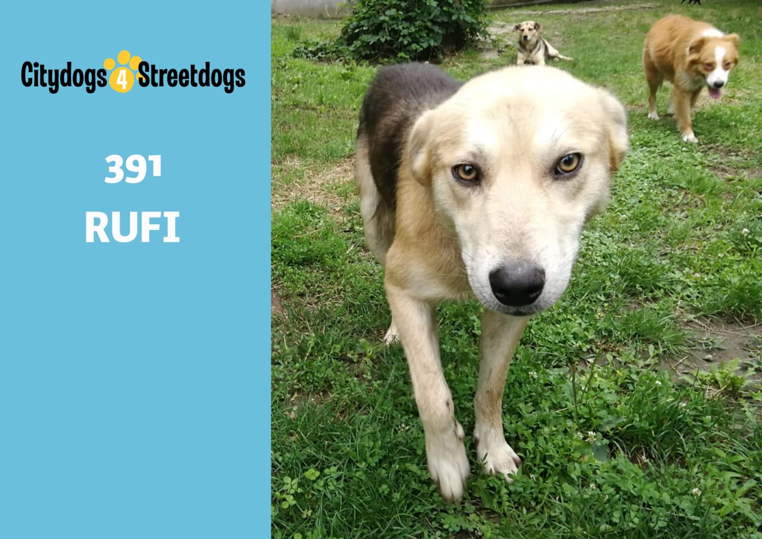RUFI – The Dog Rose