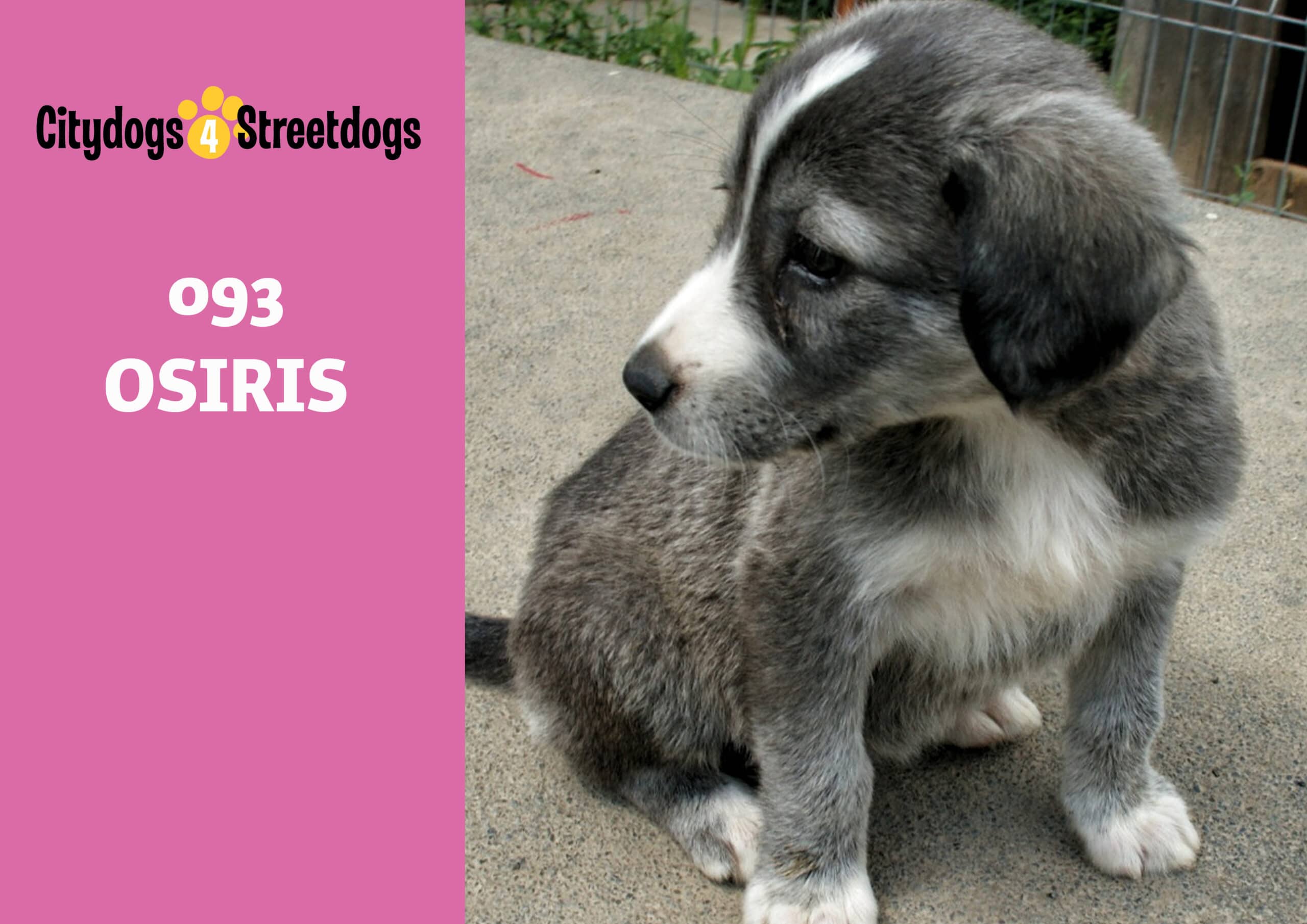 OSIRIS - The Dog Rose