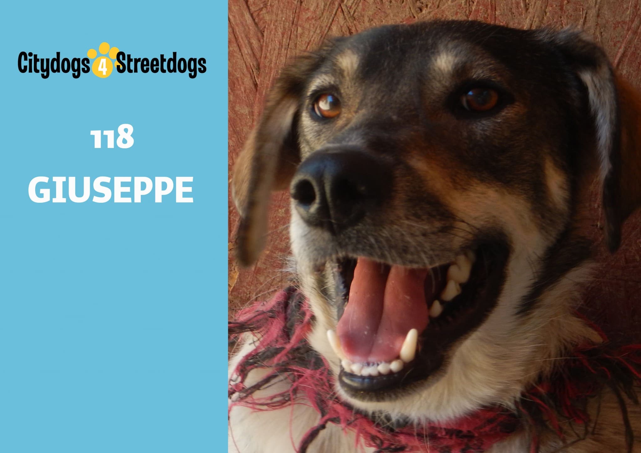 GIUSEPPE – The Dog Rose
