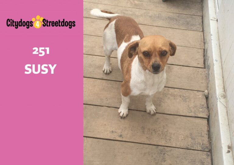 SUSY – The Dog Rose