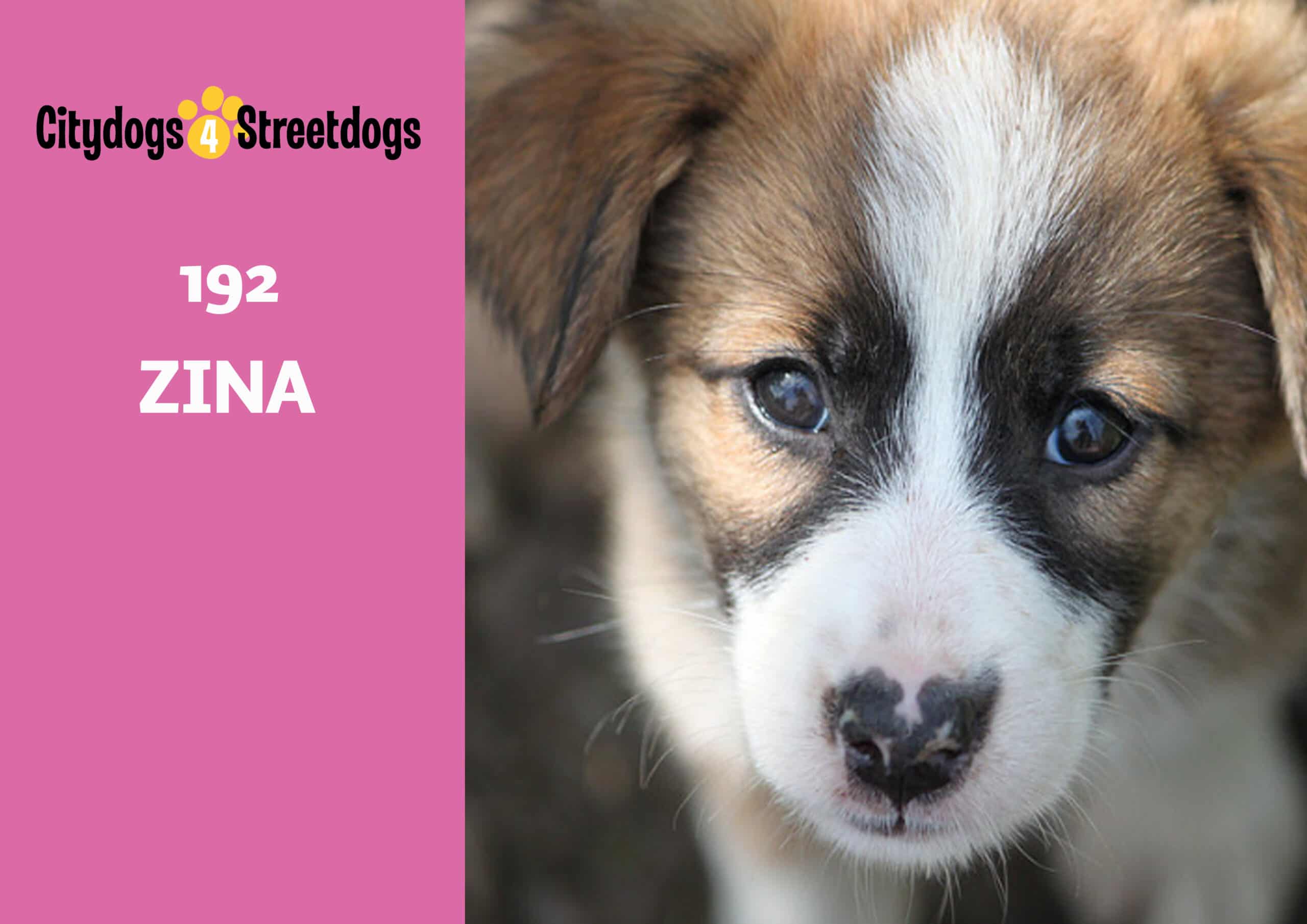 ZINA - The Dog Rose