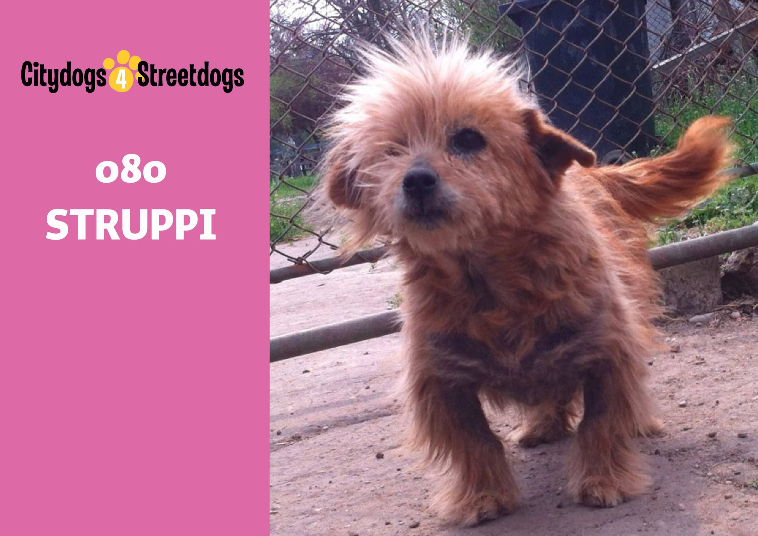 STRUPPI - The Dog Rose