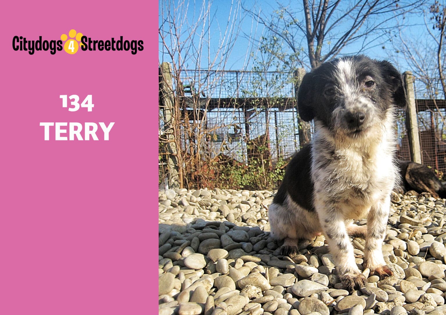 TERRY – The Dog Rose